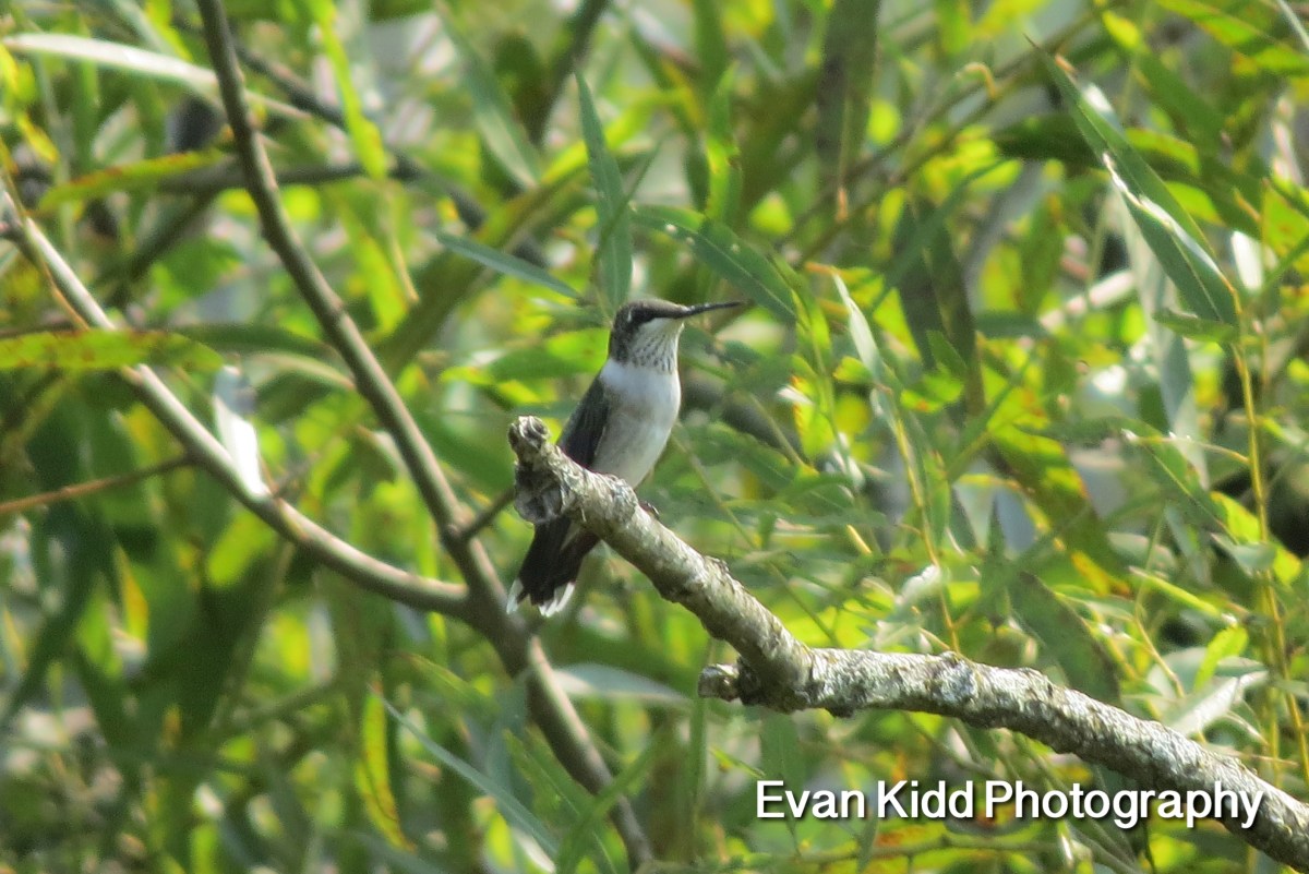 Lessons from Birds, Part 1: Introduction and Positioning – Evan Kidd ...